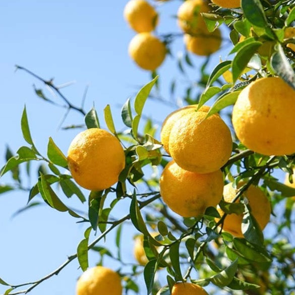 Fresh Yuzu & Chilli – Jimoto Foods